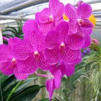 Orchidées à offrir - variétés d'orchidées communes